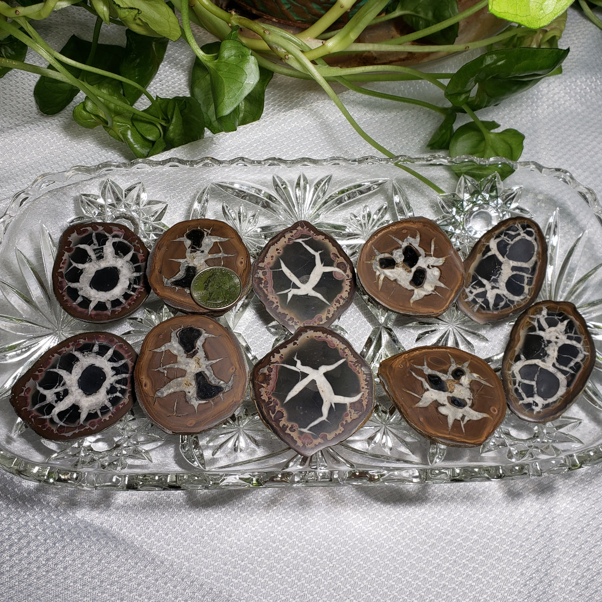 Shaman Shields (Pair) – angellightshopping